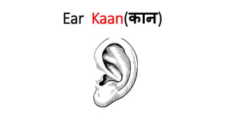 Parts of Human Body in Hindi You Must Know | PPTX
