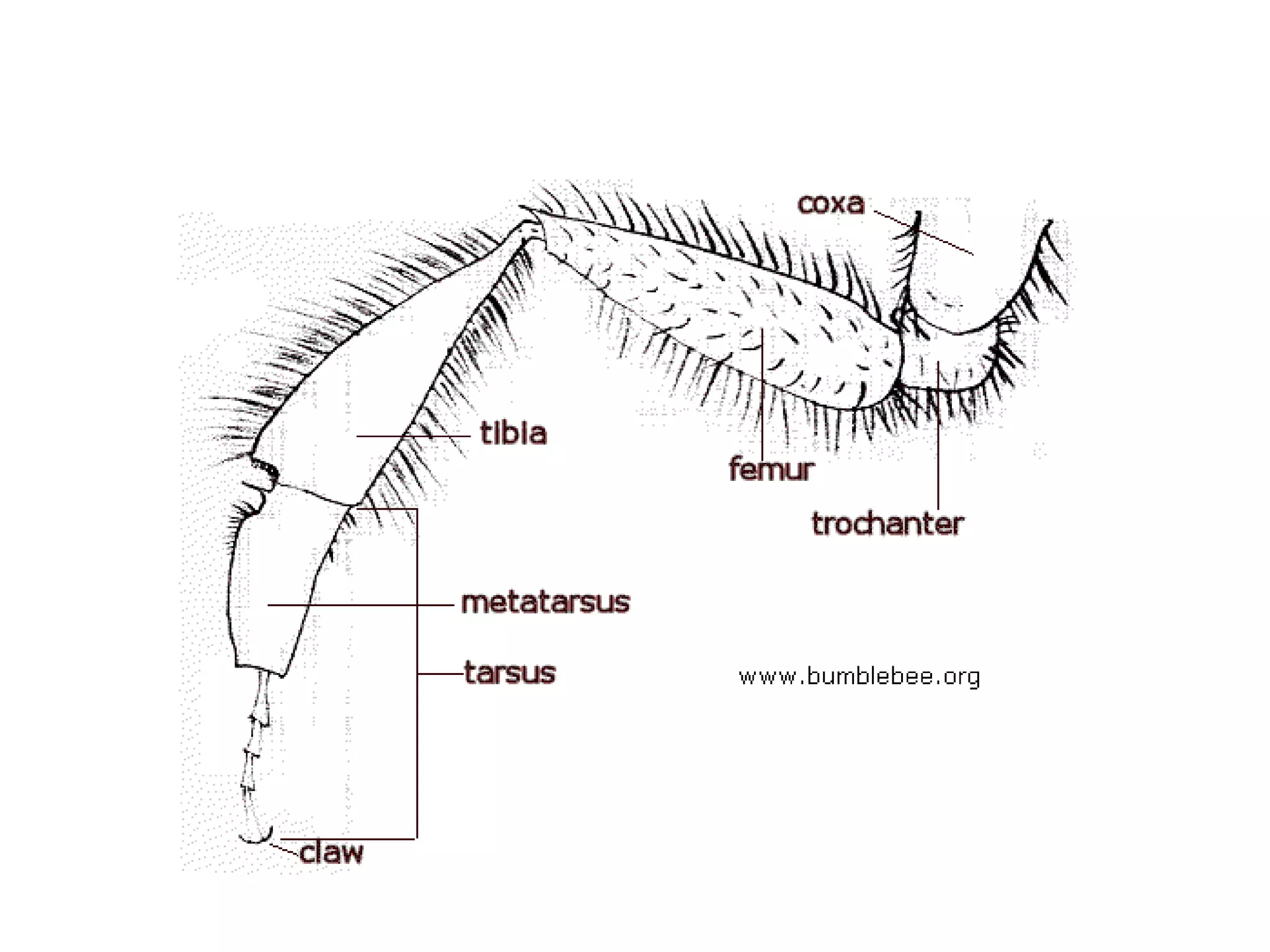 Parts of insect | PPT
