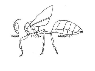 Parts of insect | PPT