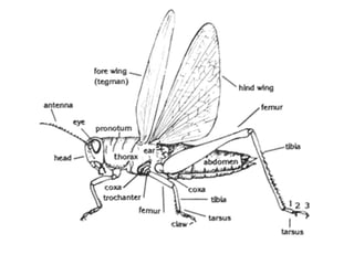 Parts of insect | PPT