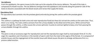 PARTS OF MALE REPRODUCTIVE SYSTEM.pptxvhgg | PPT