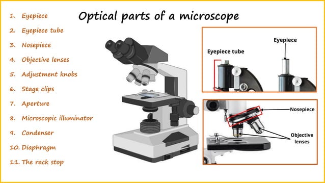 Parts of a Microscope and Their Functions