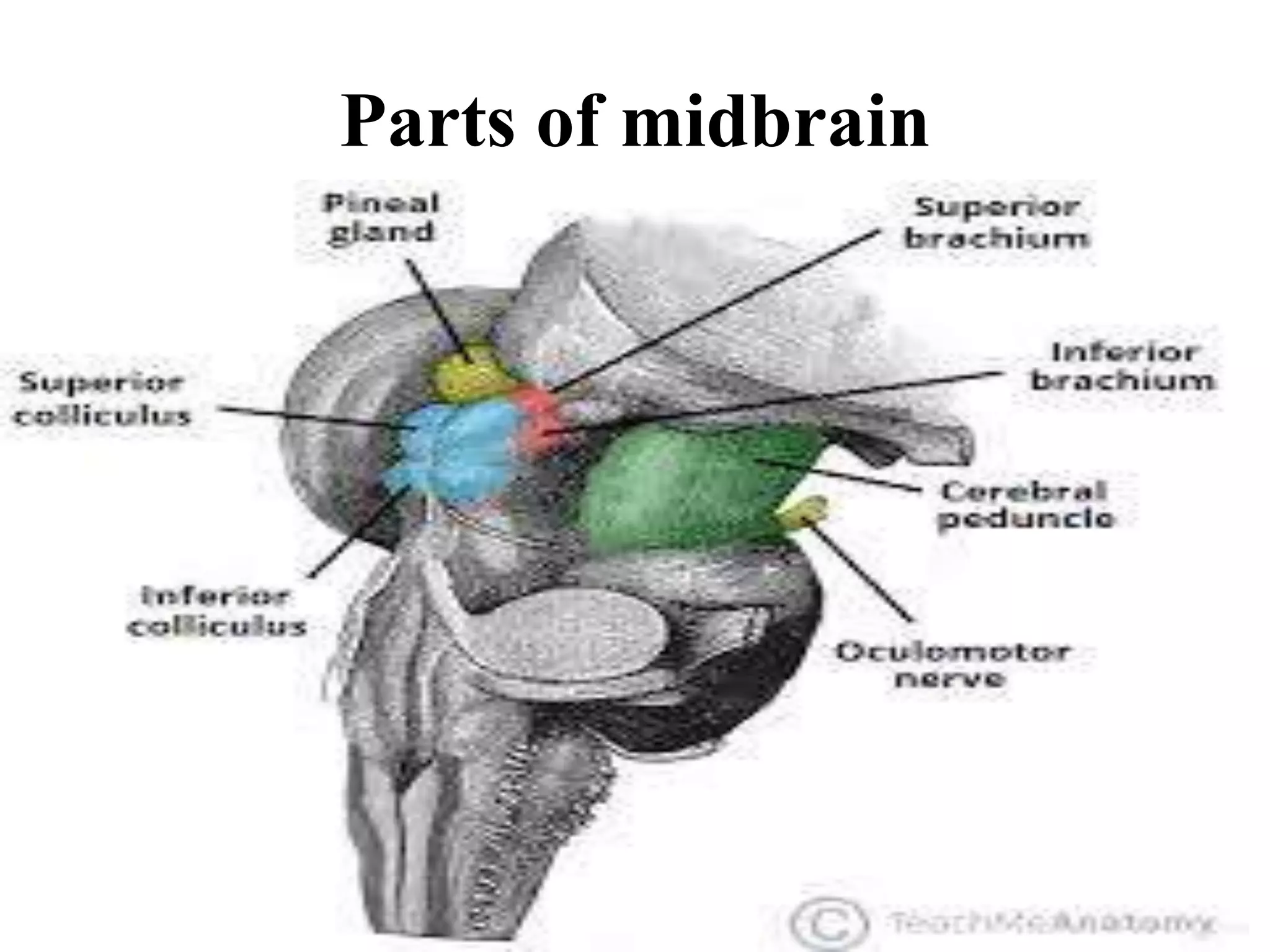 Parts of Midrain BY:K.CHITRA,GSON.ROSHNABAD,HARIDWAR. | PPT