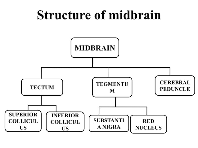 Parts of Midrain BY:K.CHITRA,GSON.ROSHNABAD,HARIDWAR. | PPT