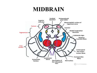 Parts of Midrain BY:K.CHITRA,GSON.ROSHNABAD,HARIDWAR. | PPTX