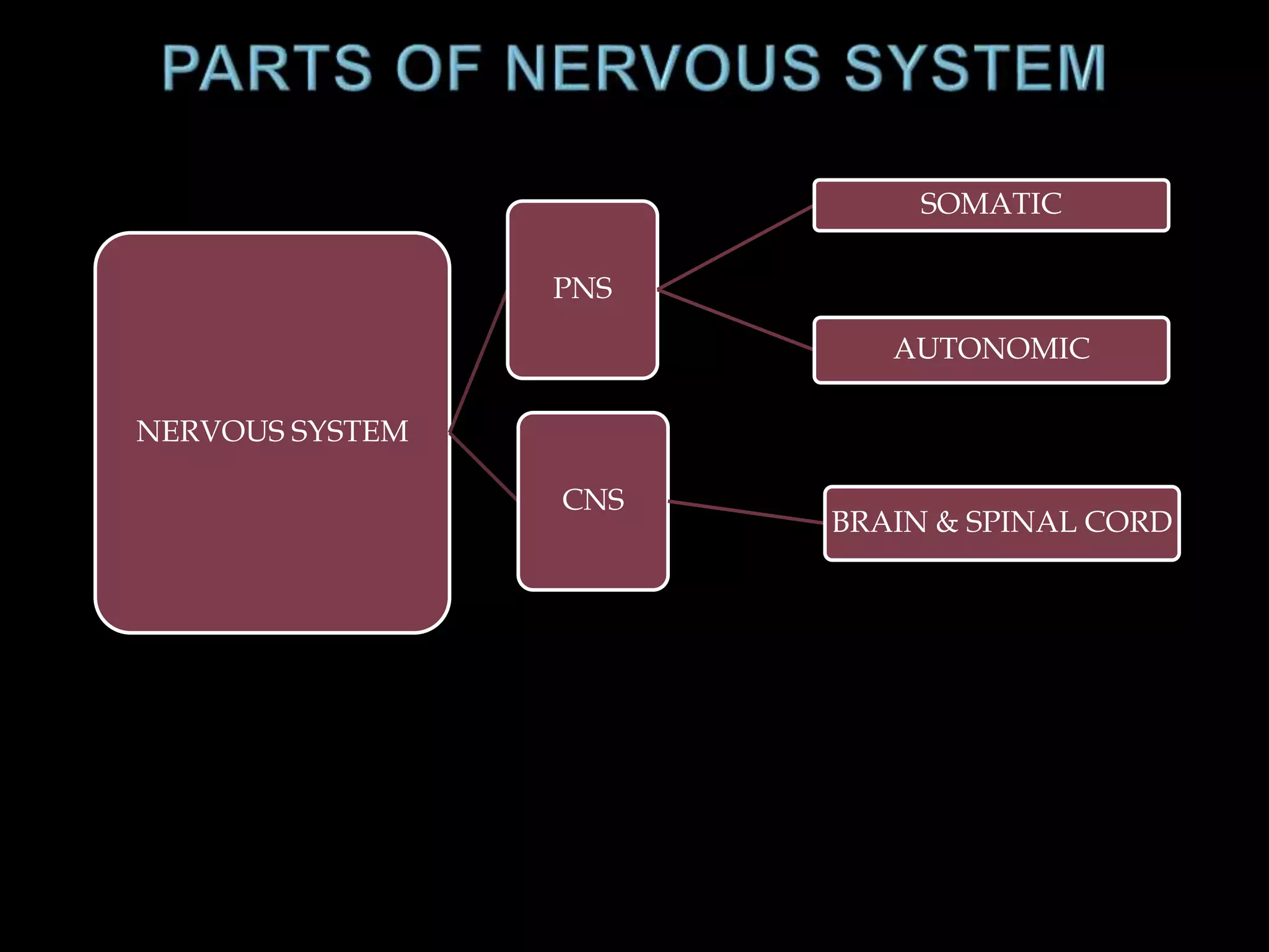 Parts of nervous system | PPTX | Brain and Nervous System Disorders ...
