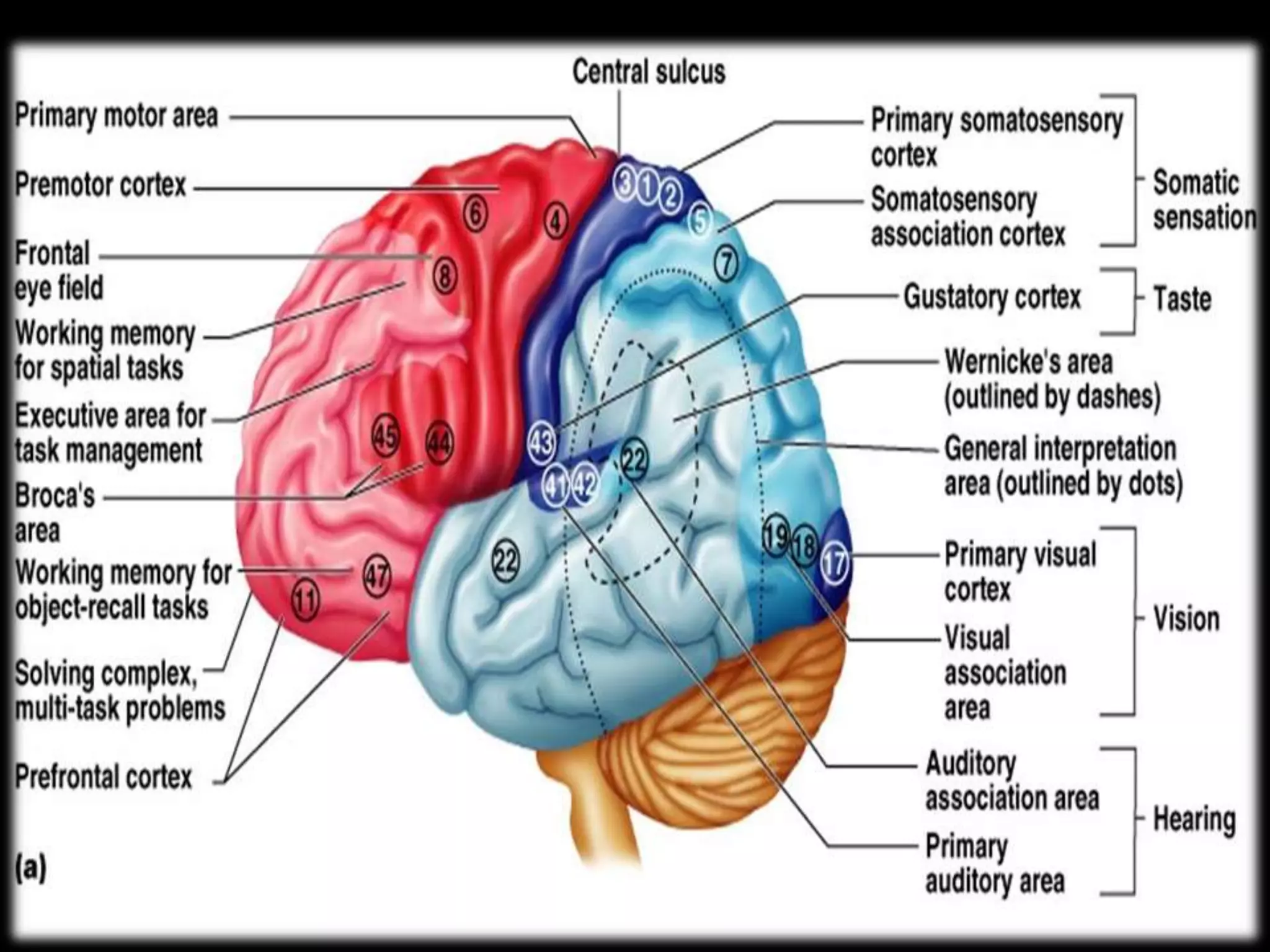 Parts of nervous system | PPTX