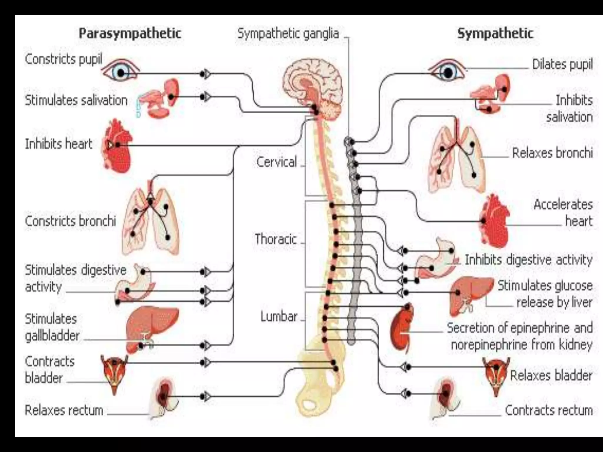 Parts of nervous system | PPTX