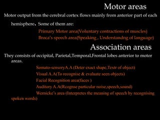 Parts of nervous system | PPTX