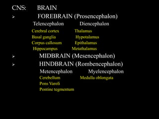 Parts of nervous system | PPTX