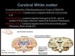 Association Tracts In The Brain