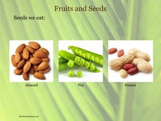 parts of plant-.pptx, different edible parts of the plants | PPTX