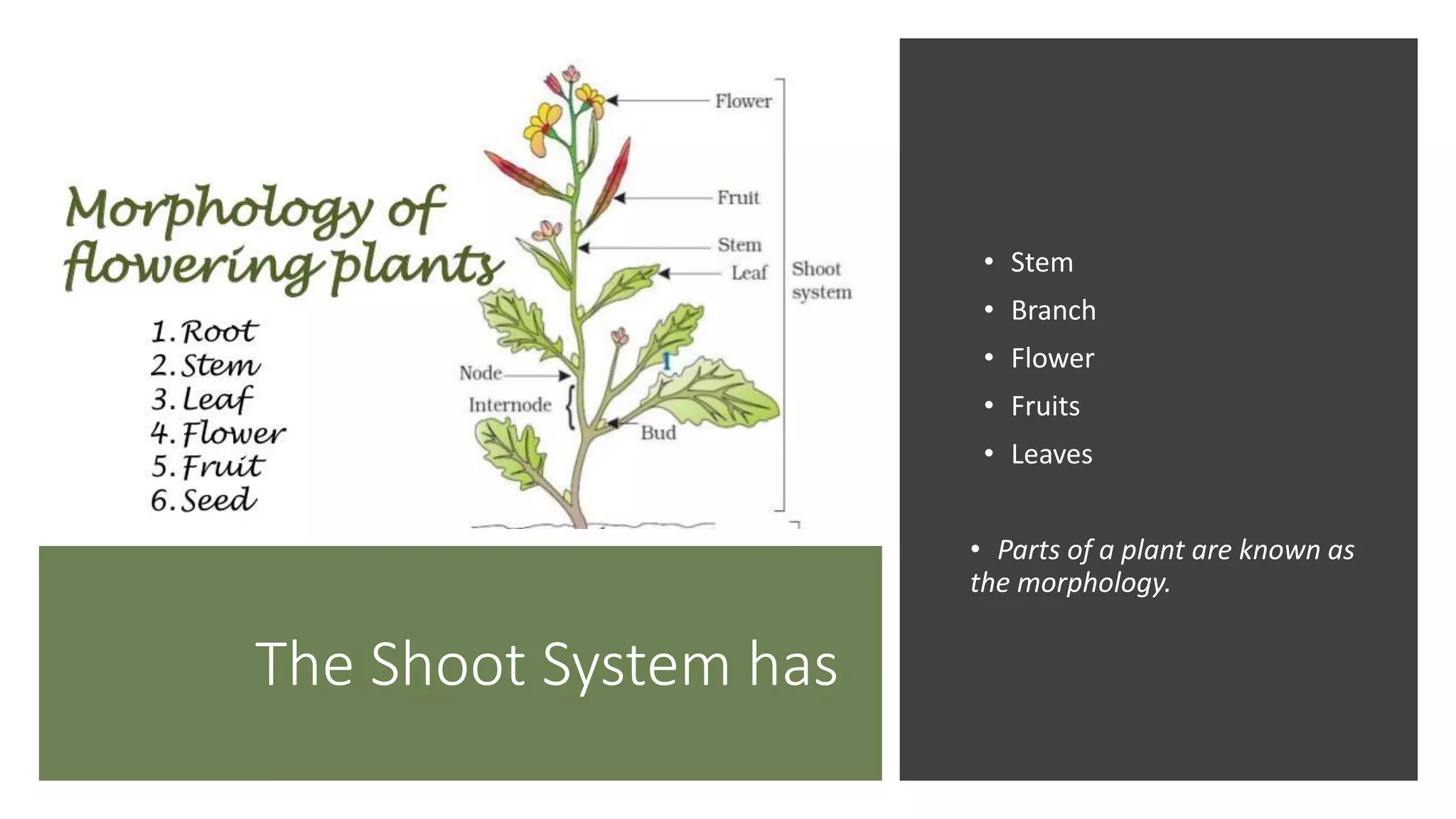 Parts of plant | PPT
