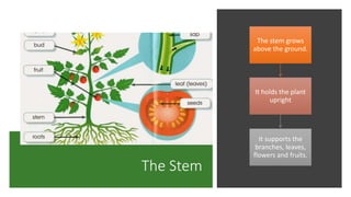 Parts of plant | PPT