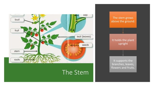 Parts of plant | PPT