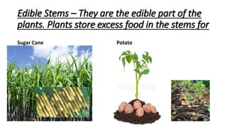 Parts of plant | PPT
