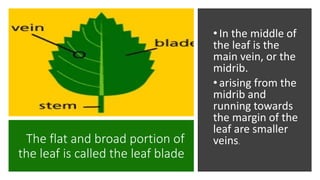 Parts of plant | PPTX
