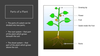 Parts of plant | PPT