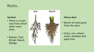 Parts of plant | PPT