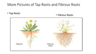 Parts of plant | PPT