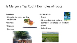 Parts of plant | PPT