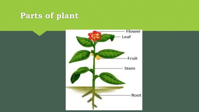 Parts of plant | PPT