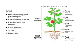 Parts of plant | PPTX