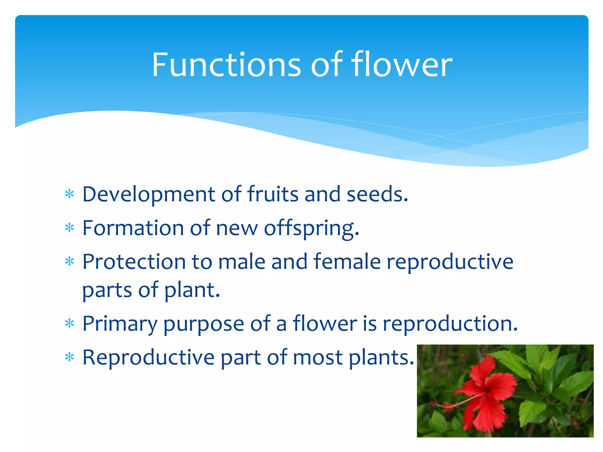knowing about plants | PPT