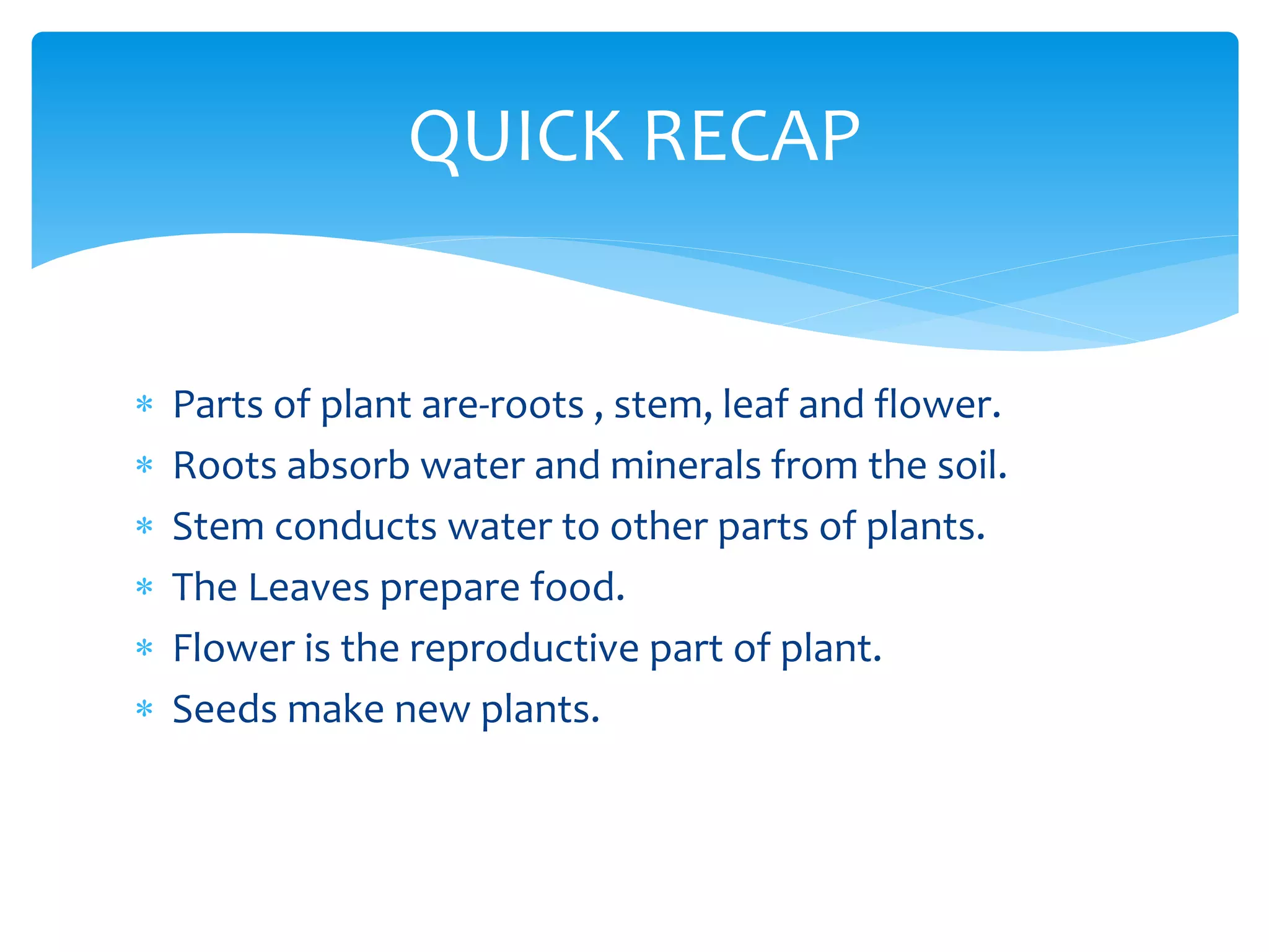 knowing about plants | PPT