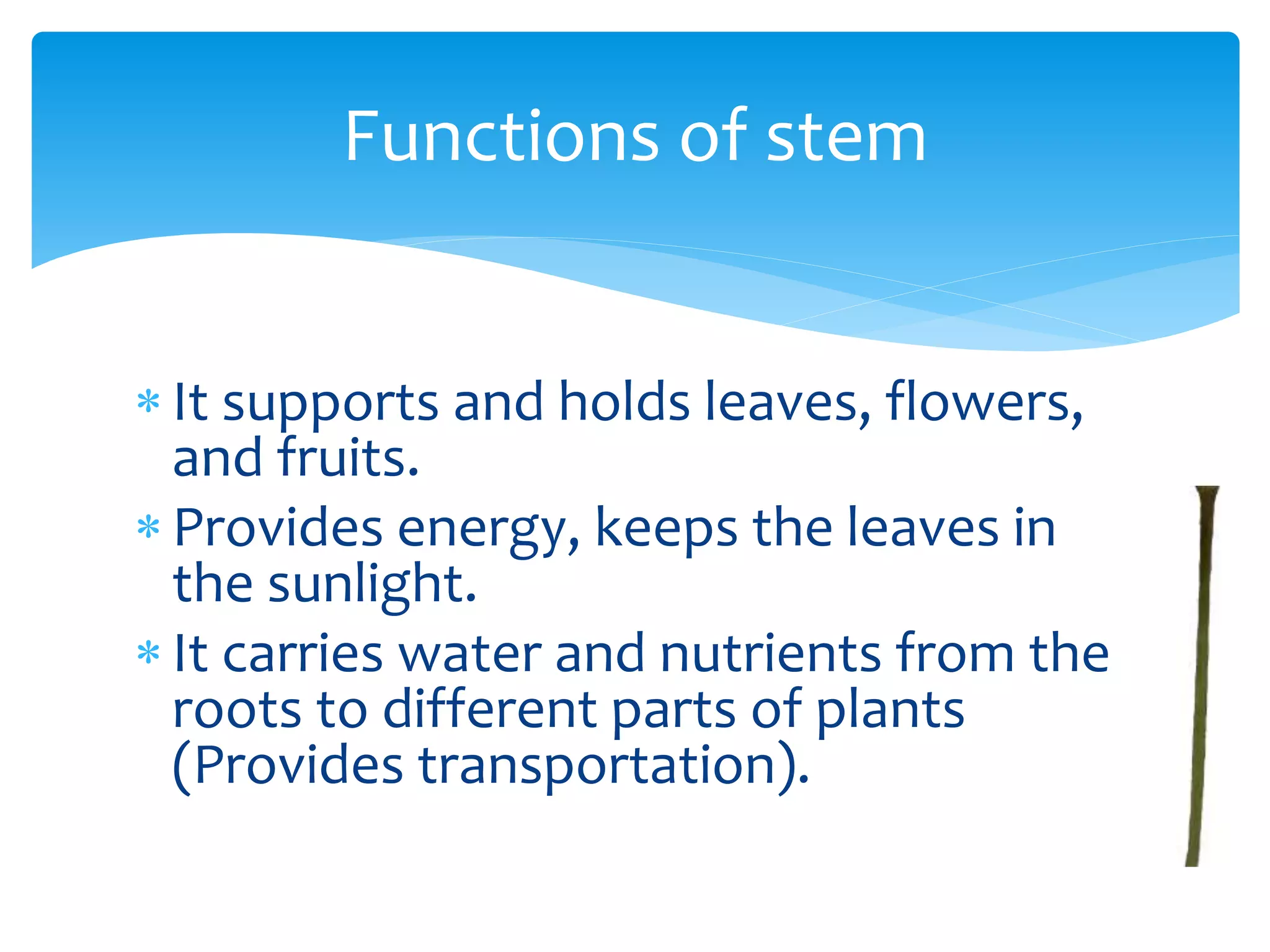 knowing about plants | PPT