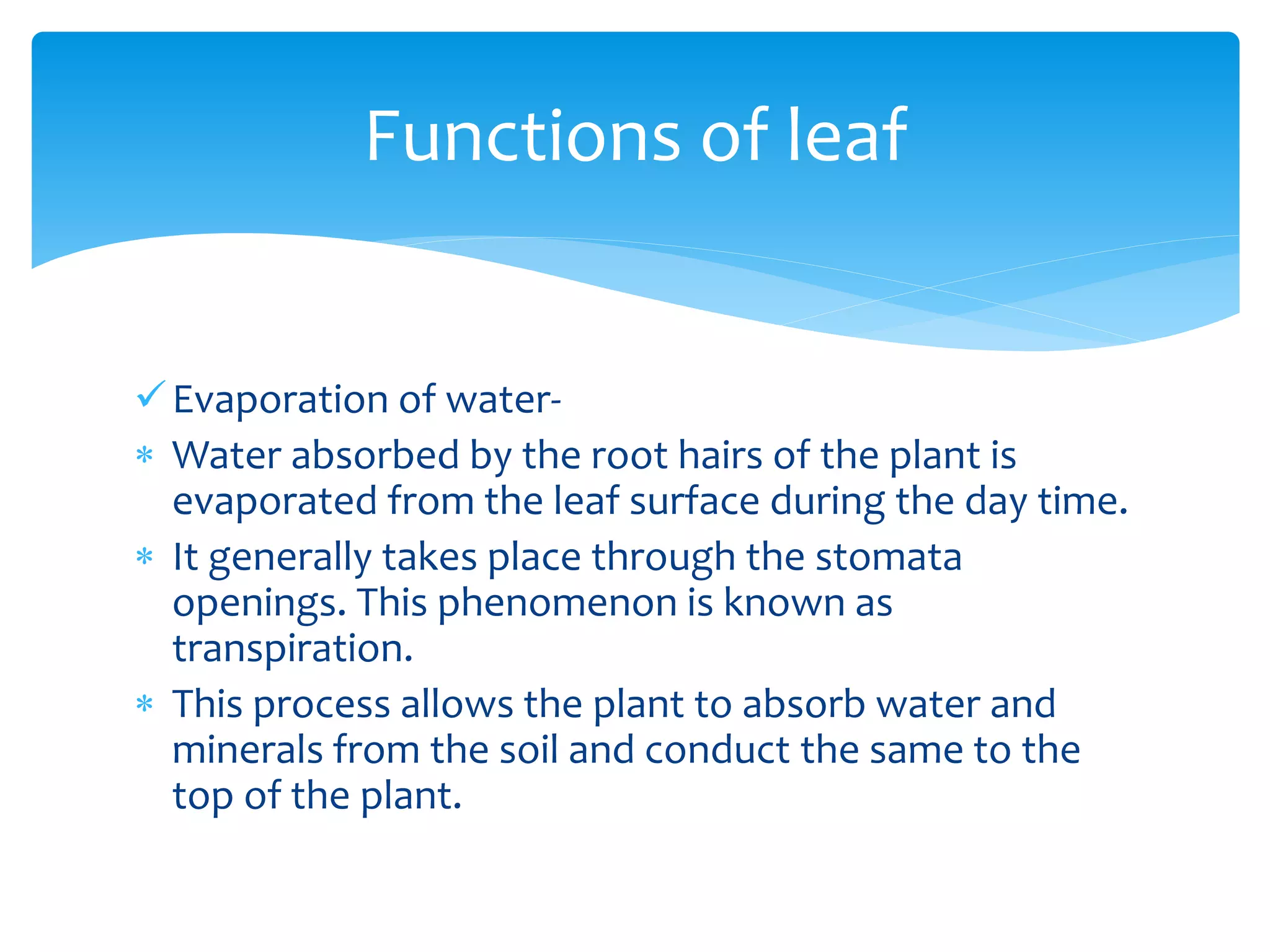 knowing about plants | PPT