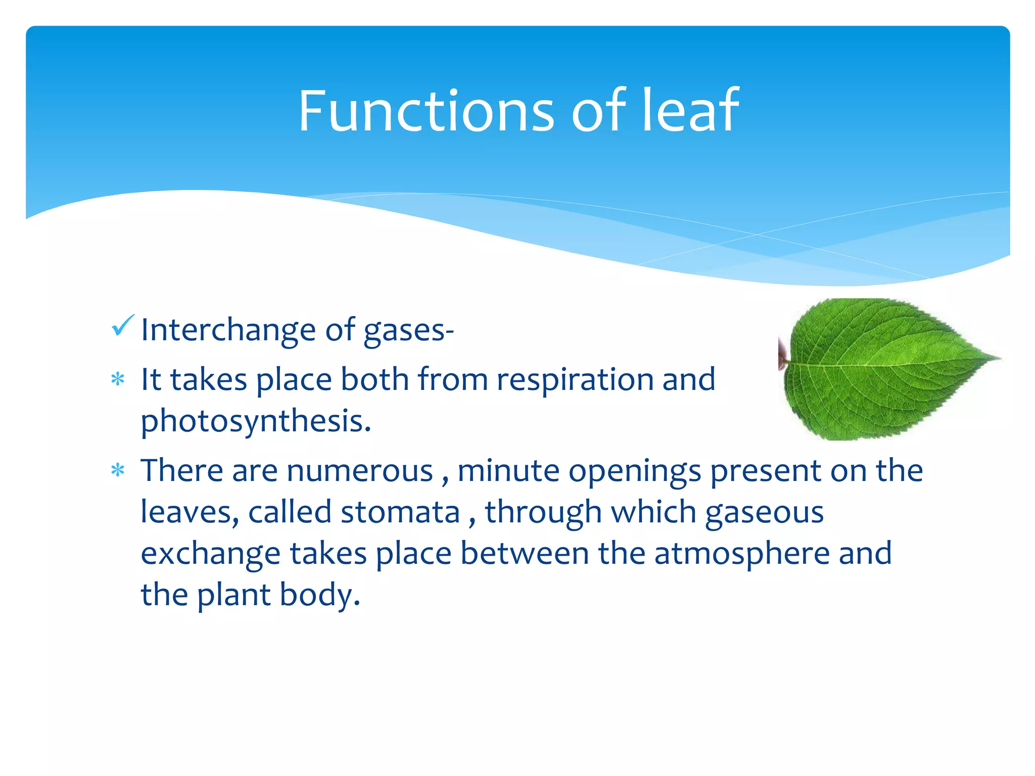knowing about plants | PPT