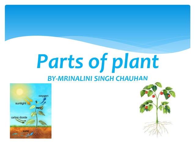 knowing about plants | PPT
