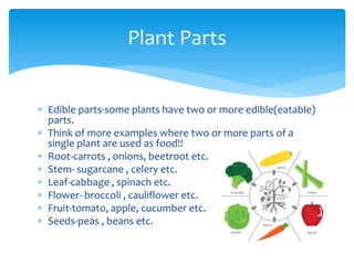 knowing about plants | PPT