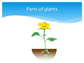 knowing about plants | PPTX
