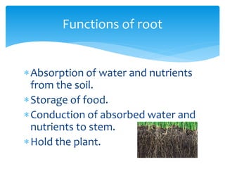 knowing about plants | PPT