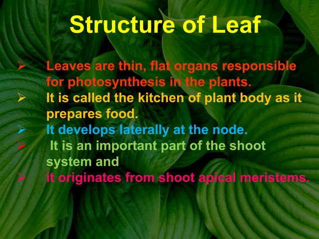 Leaf- Parts of plant - part-1 | PPTX