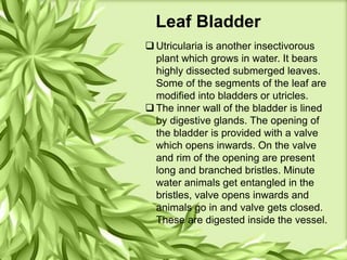 Leaf- Parts of plant - part-1 | PPTX