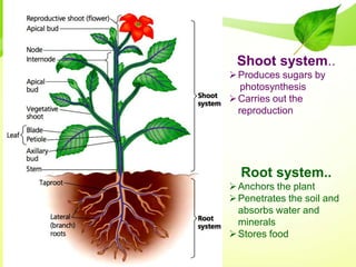 Leaf- Parts of plant - part-1 | PPTX