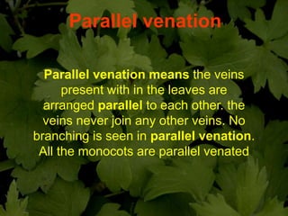 Parallel Leaves Examples
