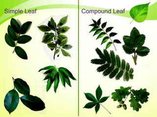 Parts Of A Compound Leaf