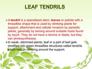 Leaf Tendril Examples