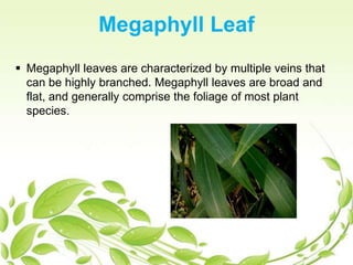 Leaf- Parts of plant - part-1 | PPT
