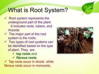 Parts Of Fibrous Roots