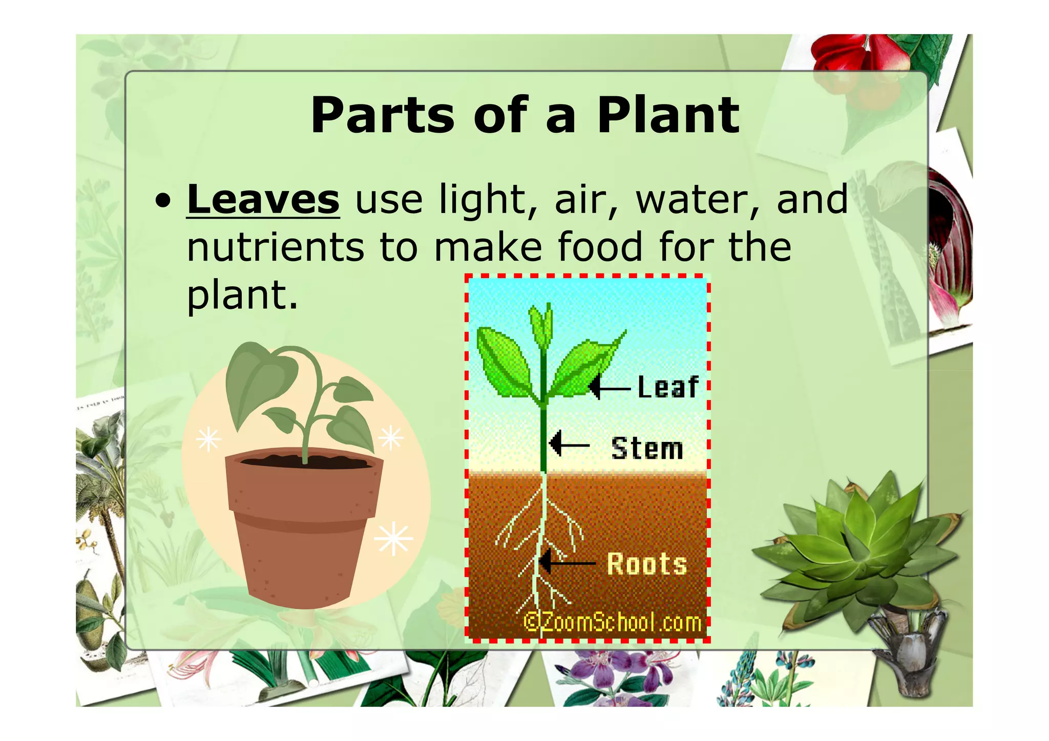 Parts of plants | PDF