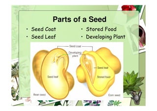 Parts of plants | PDF