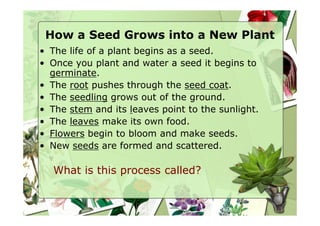 Parts of plants | PDF