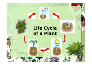 Parts of plants | PDF
