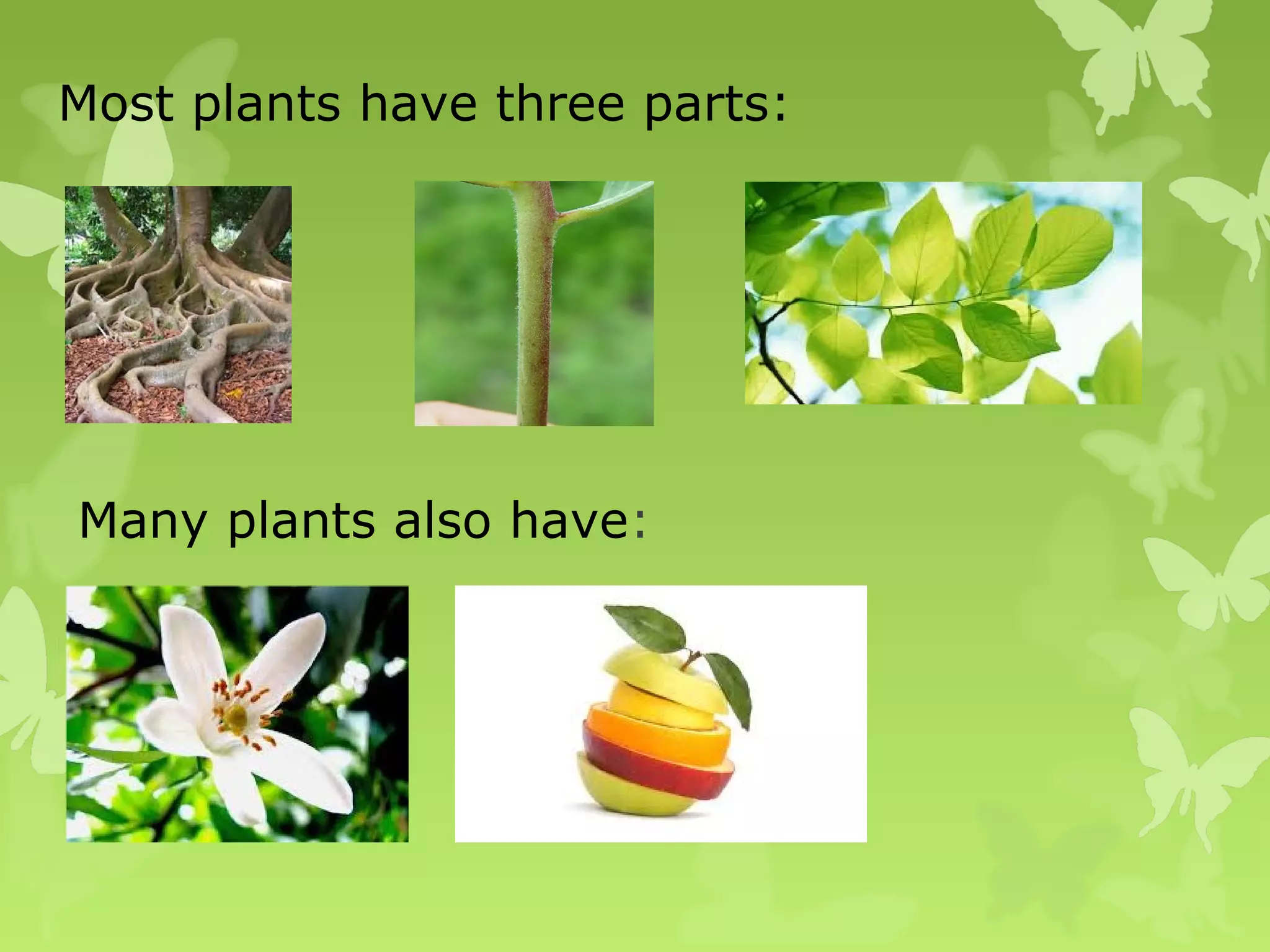 Parts of the plants and their functions | PPT