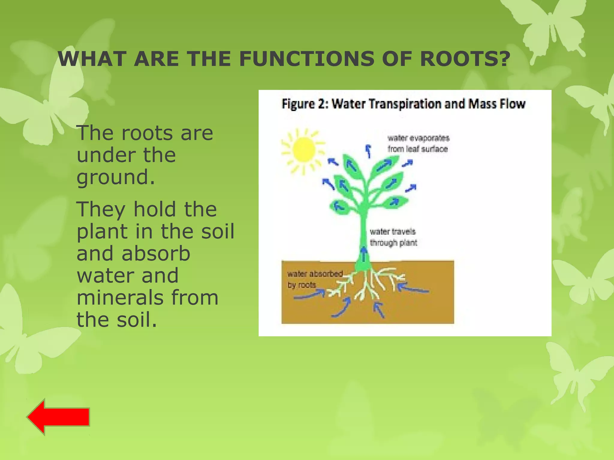 Parts of the plants and their functions | PPT